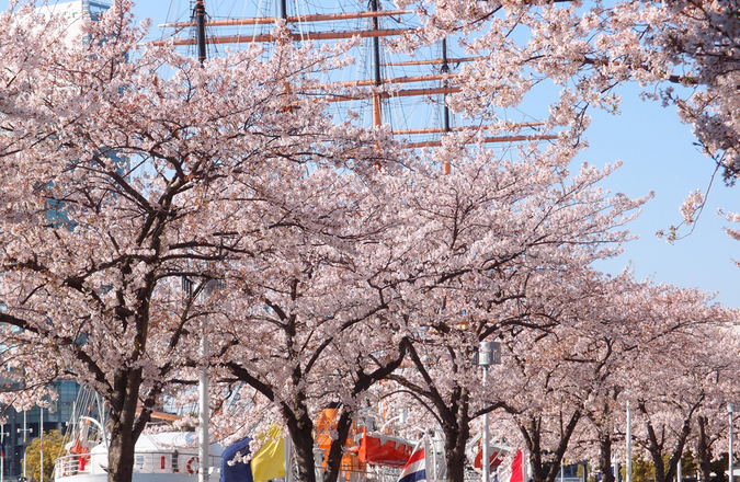 さくら通りは、その3: Hako' kb
